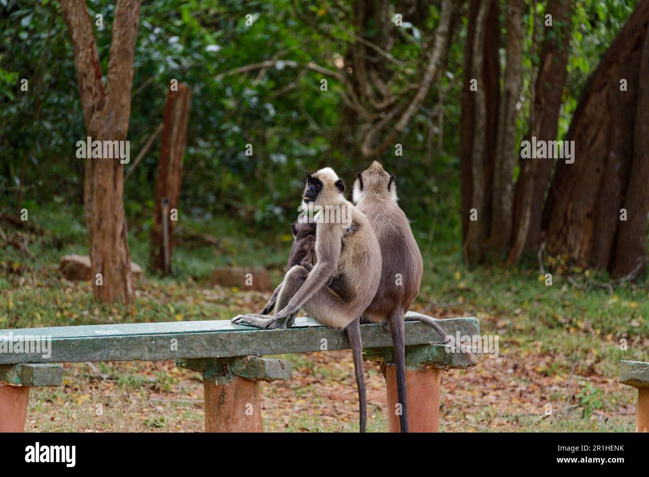 Family of black faced monkeys in Sri lanka Stock Photo - Alamy