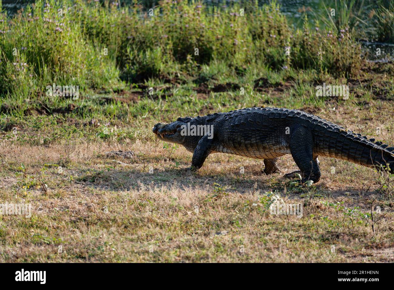 Sri lankan crocodile walking away in the evening Stock Photo - Alamy