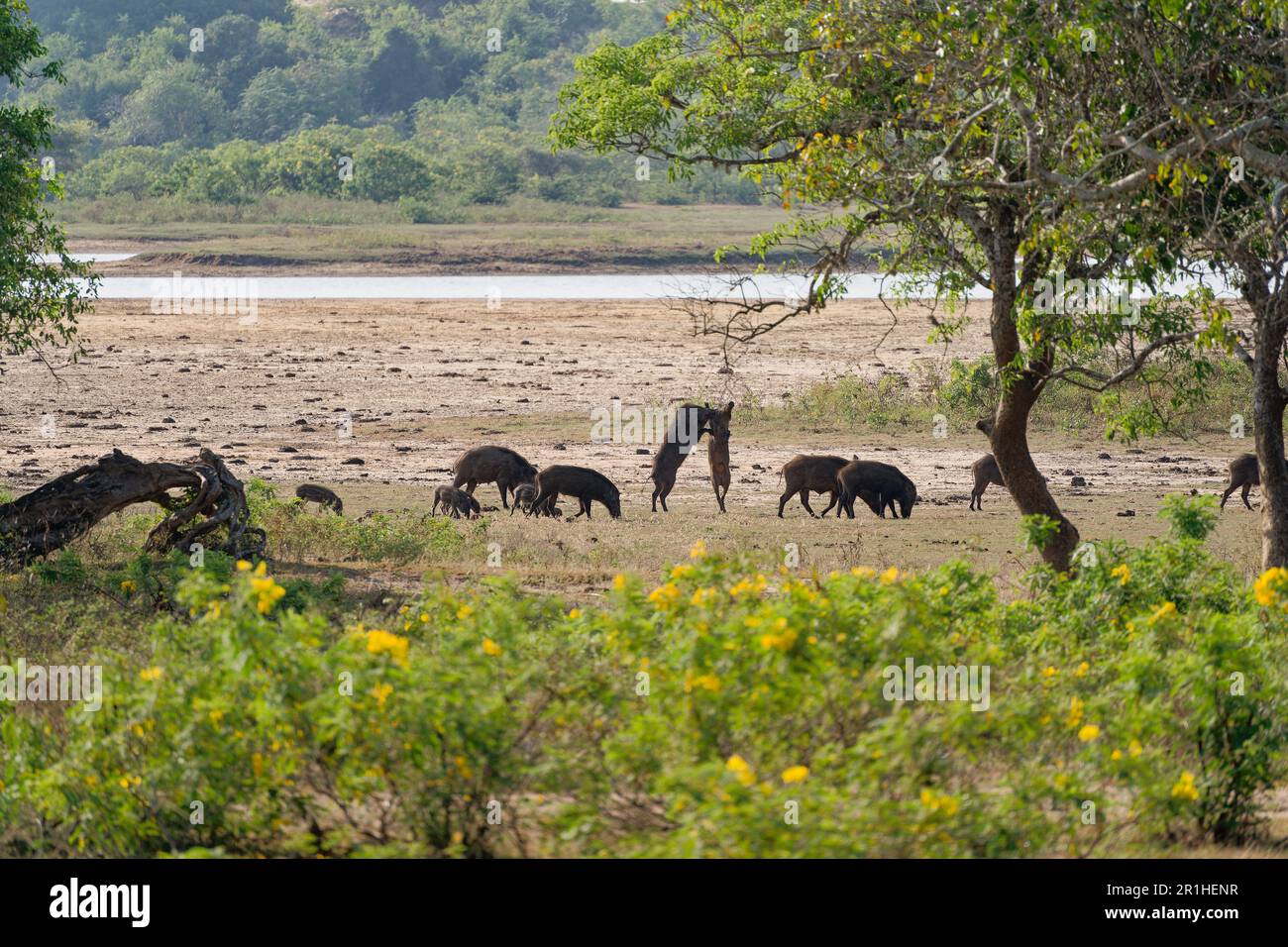 Group of wild boars in Sri Lanka and two fighting Stock Photo - Alamy