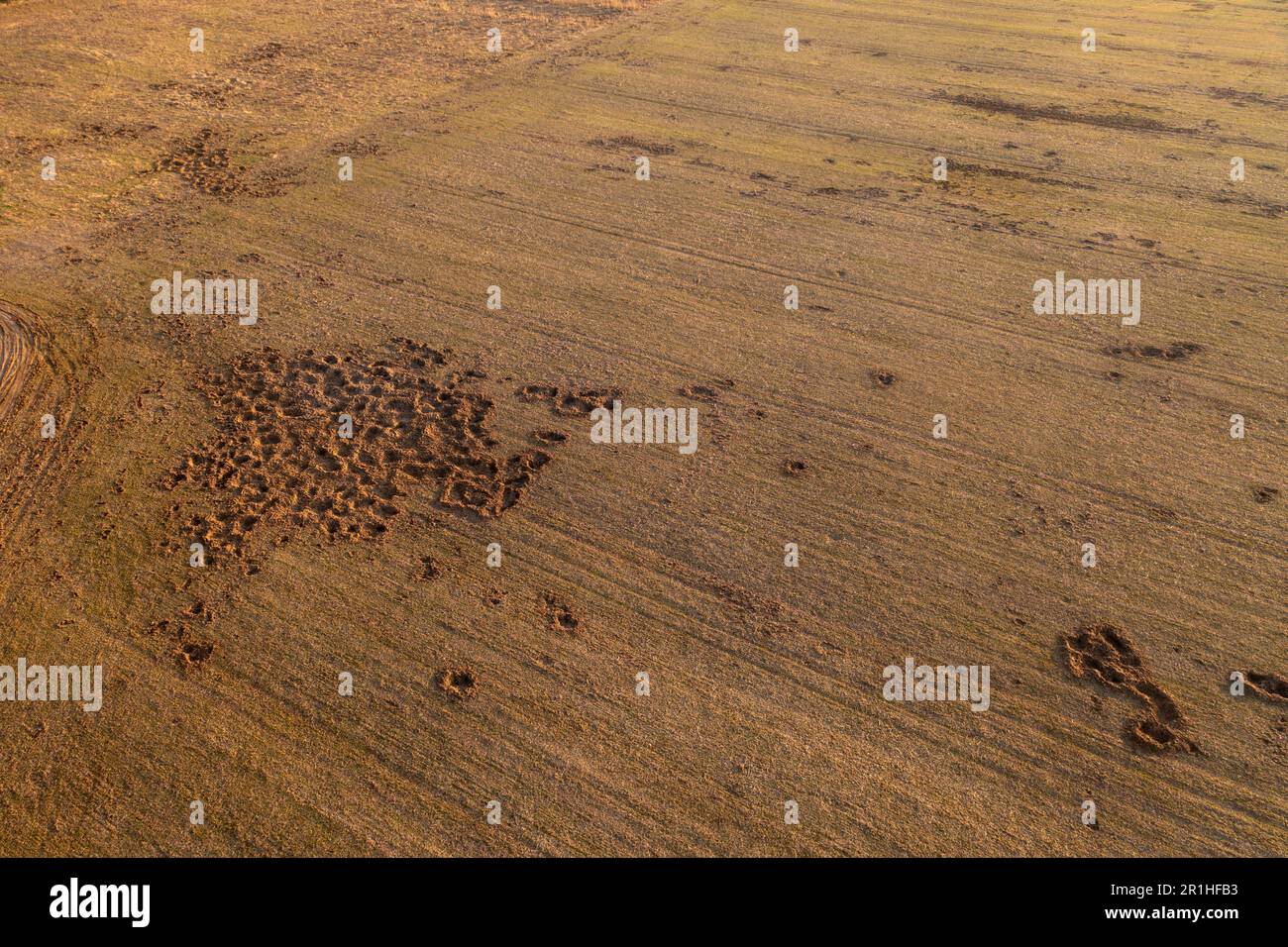 Drone photography of damaged agriculture field by animals during spring ...