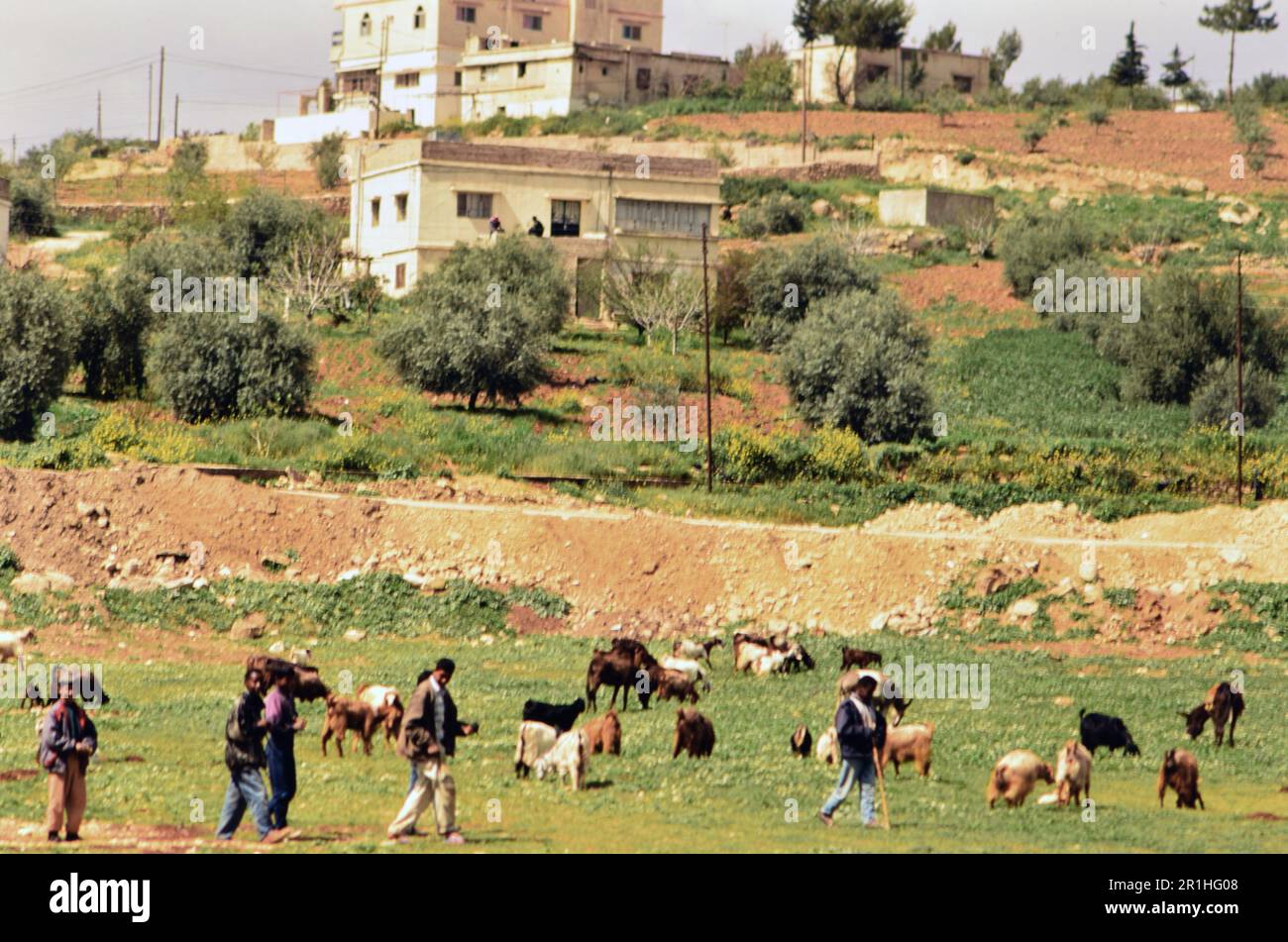 Jordan: Capital of Amman, goats graze in fields near ruins. Photo by ...