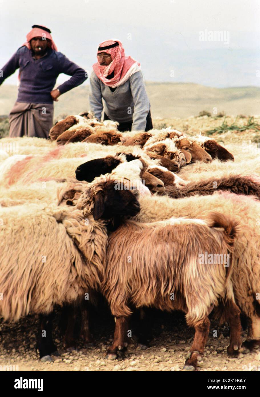 Jordan: Bedouin shepherds in the desert pay attention to fashion as you ...