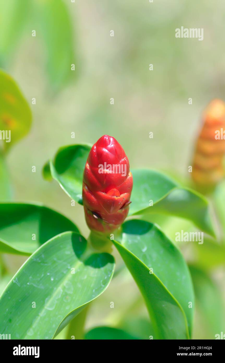 Costus speciosus, Crape ginger or Malay ginger or Spiral flag or Costus ...