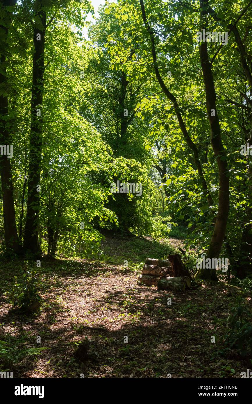Leafy woodland hi-res stock photography and images - Alamy