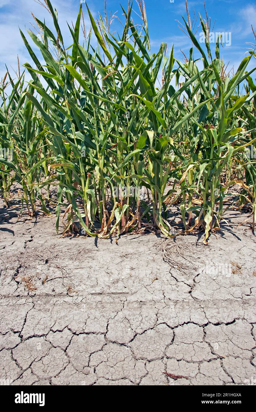 Cracked dry ground with corn crop under drought conditions Stock Photo ...