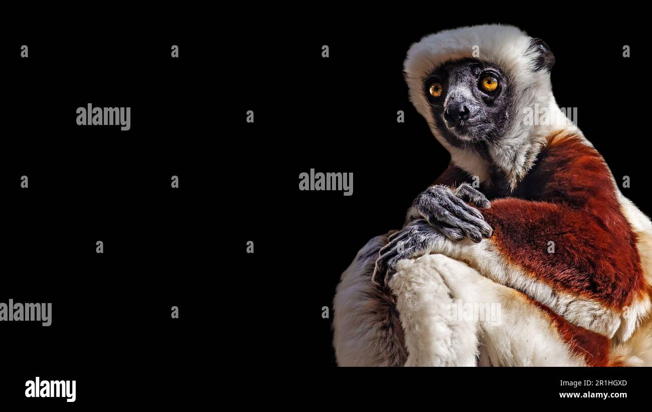 Coquerel's Sifaka, Propithecus coquereli, lemur seated portrait ...