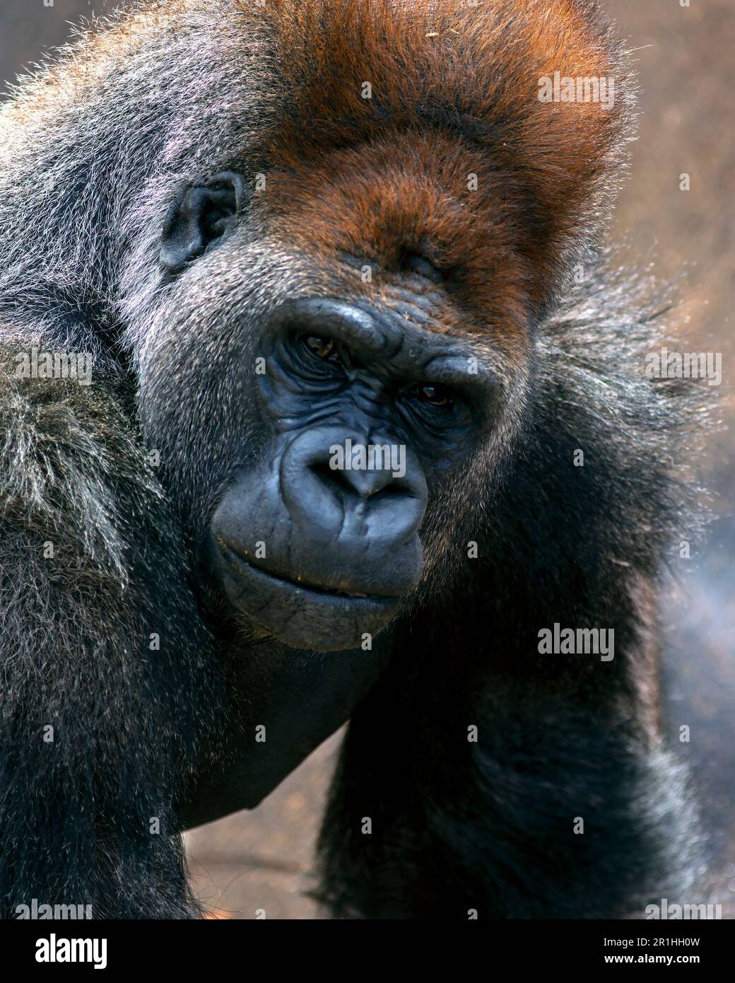Close up portrait of a young silverback gorilla Stock Photo - Alamy