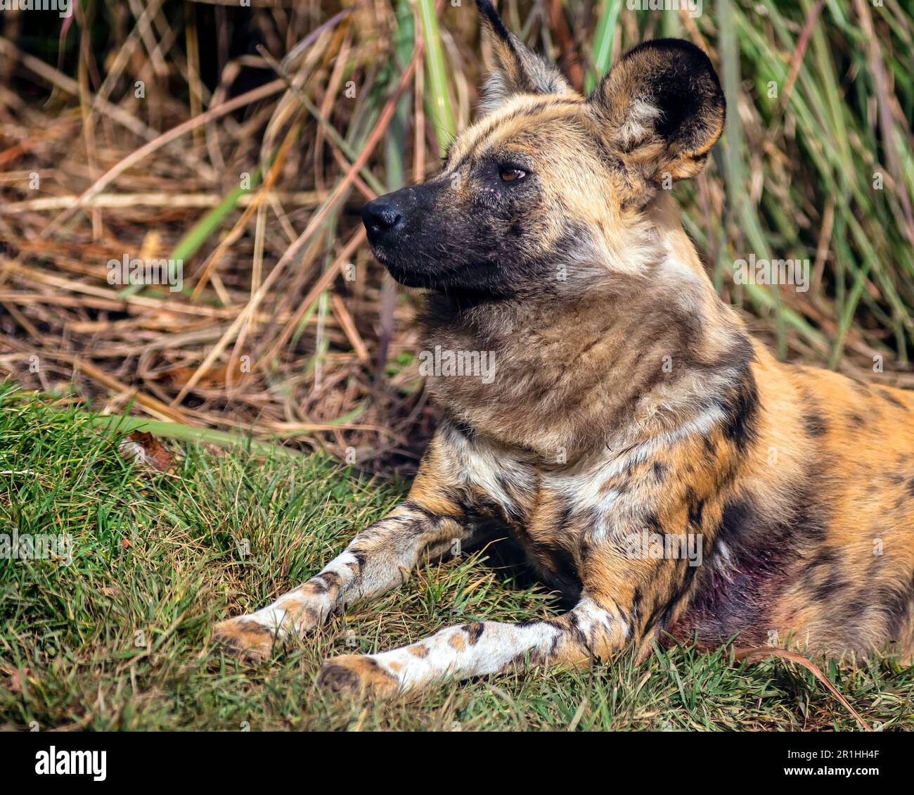 African wild dog portrait hi-res stock photography and images - Alamy