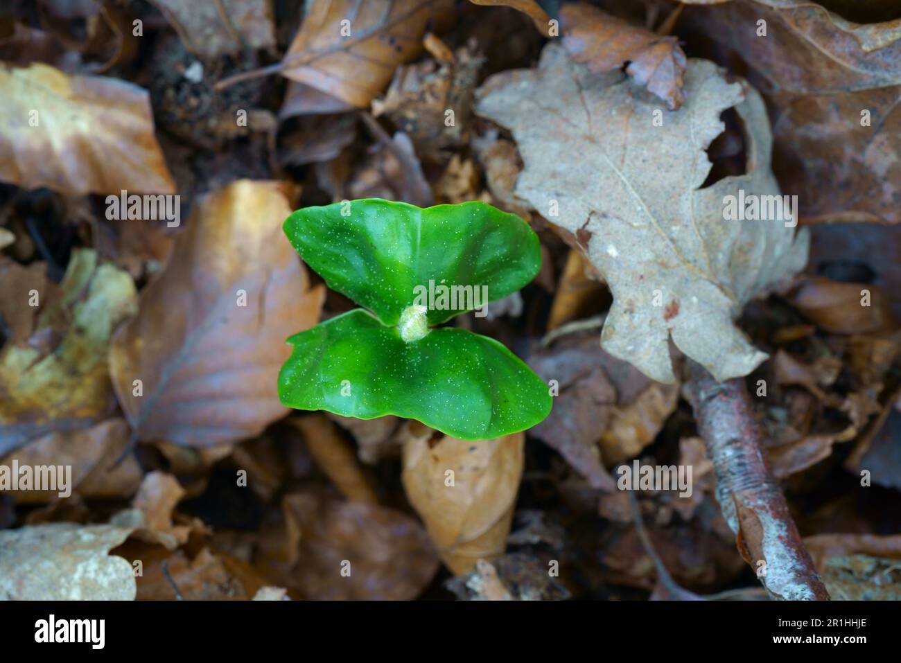 Beech seedling fagus sylvatica hi-res stock photography and images - Alamy