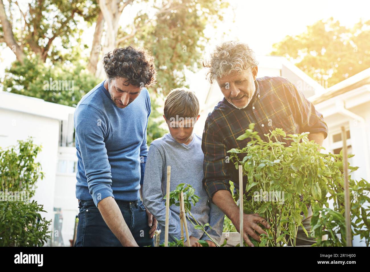 A grandfather, father and boy working in garden with family ...