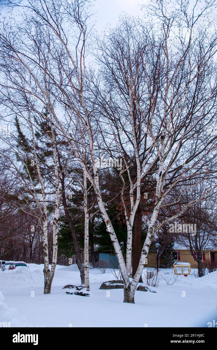 Classic scenes hi-res stock photography and images - Alamy