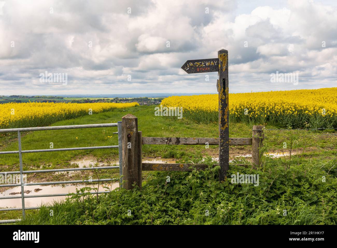 The ridgeway byway wooden signpost at Hackpen Hill in May with rapeseed ...