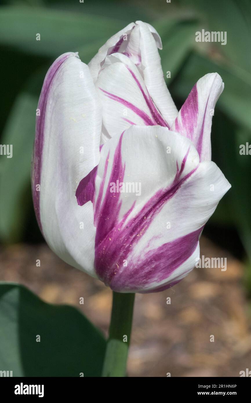 Tulipa "Flaming Springgreen", Tulip, Flower, Portrait Stock Photo - Alamy