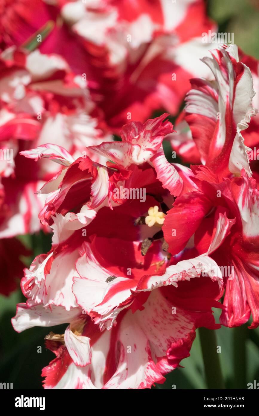 Tulip "Estella Rijnveld" White Red Tulipa "Estella Rijnveld" portrait ...