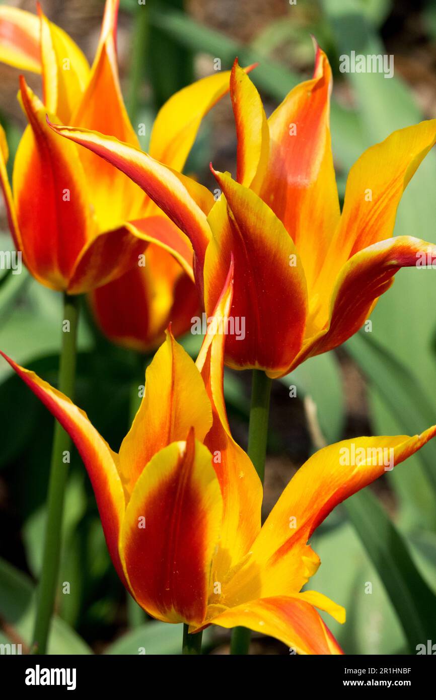 Lily yellow flowers in full bloom hi-res stock photography and images - Alamy