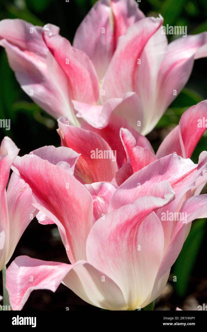 Tulip "Holland Chic", Pink, Tulipa "Holland Chic" Pink white Stock ...
