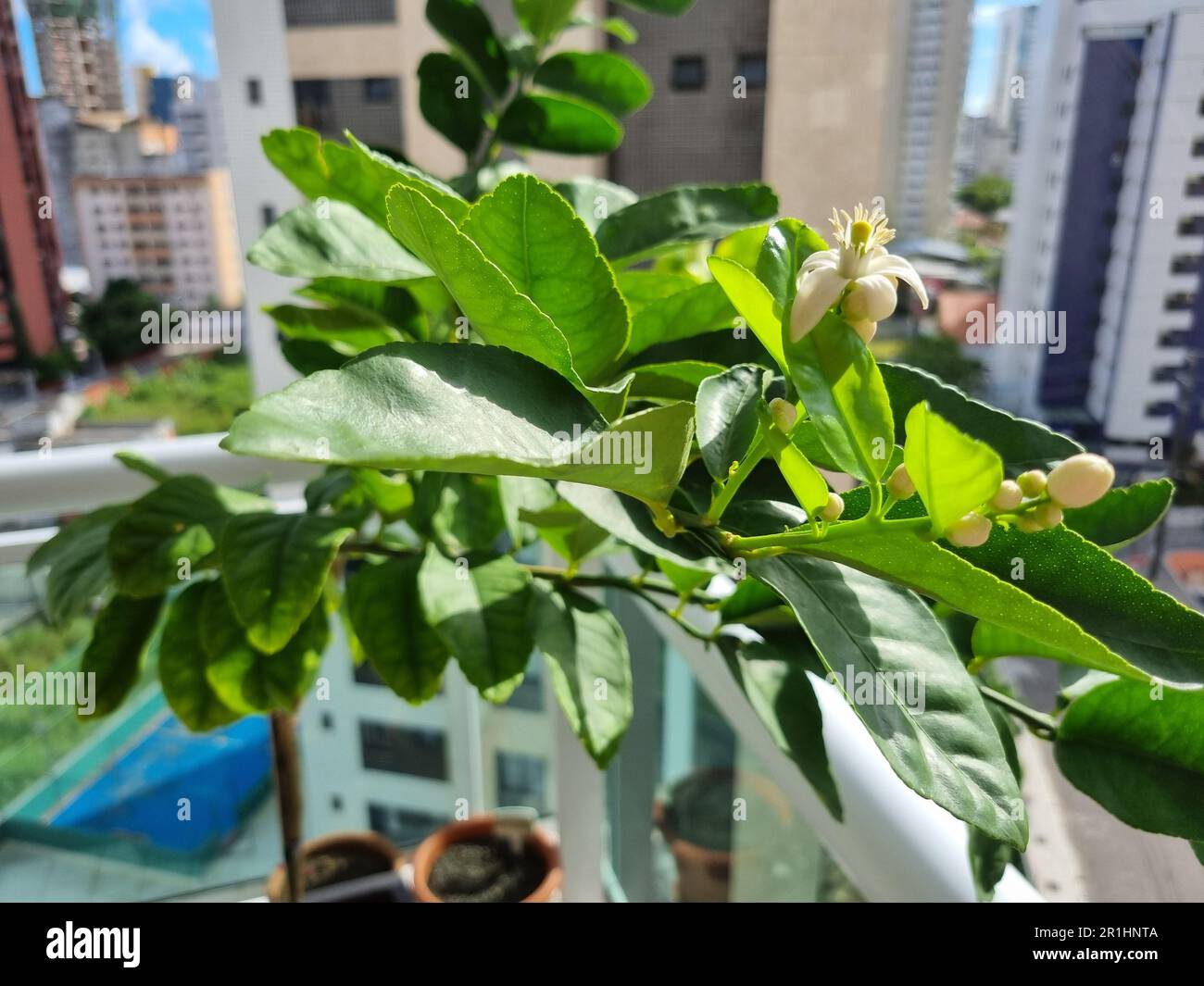 flowers in a lemon tree grown in apartment in Ceara Brazil Stock Photo ...