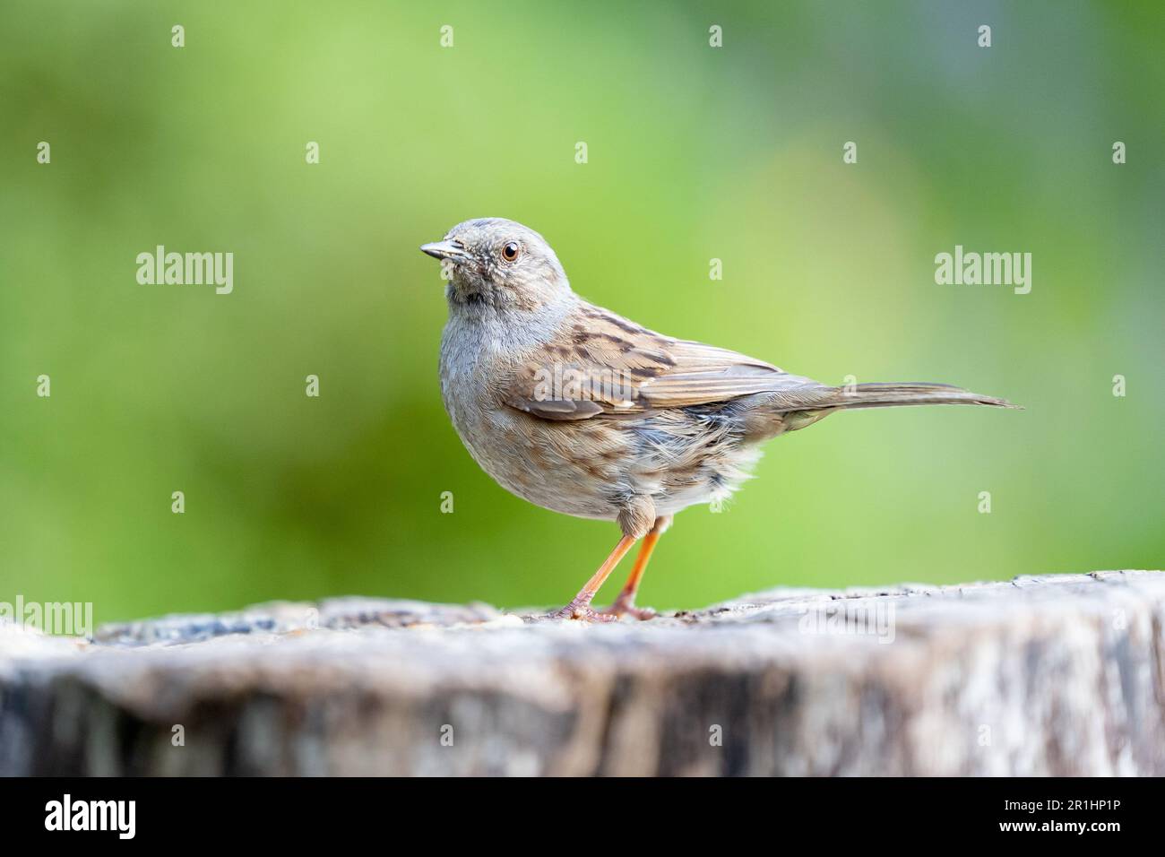 Dunnock (Prunella modularis) on old log - Yorkshire, UK (May 2023 Stock ...