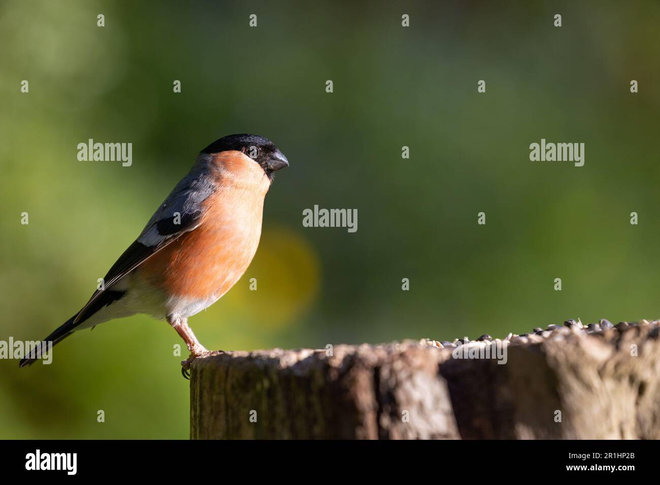 Bullfinch Uk