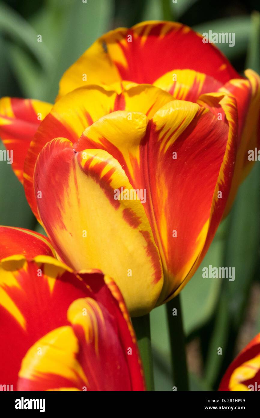 Tulip "La Courtine",Tulipa "La Courtine", Red Yellow, Single Late ...