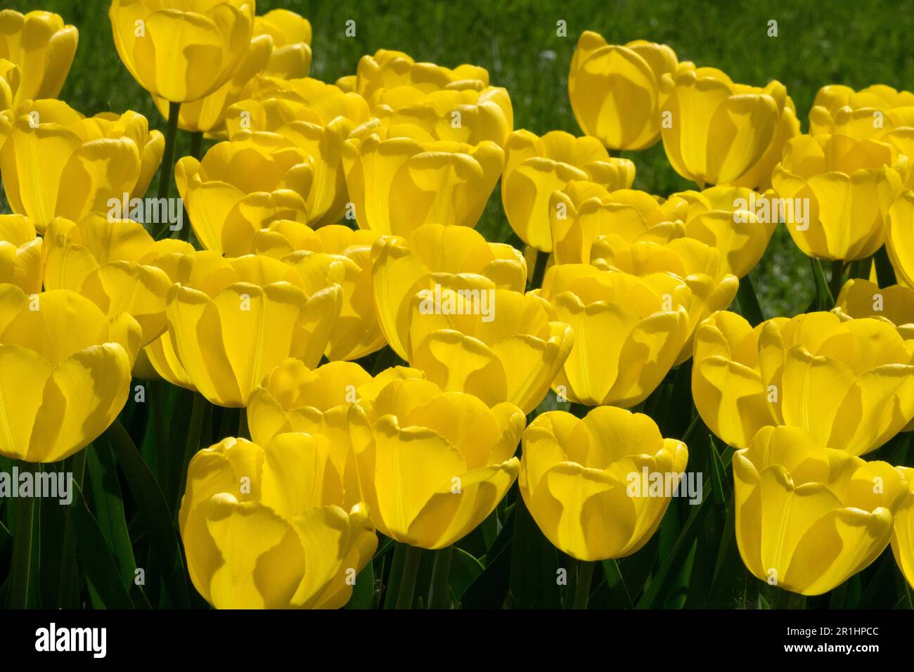 Yellow tulips, Tulipa "Yellow Angel", Single Late Tulip cultivars Stock ...