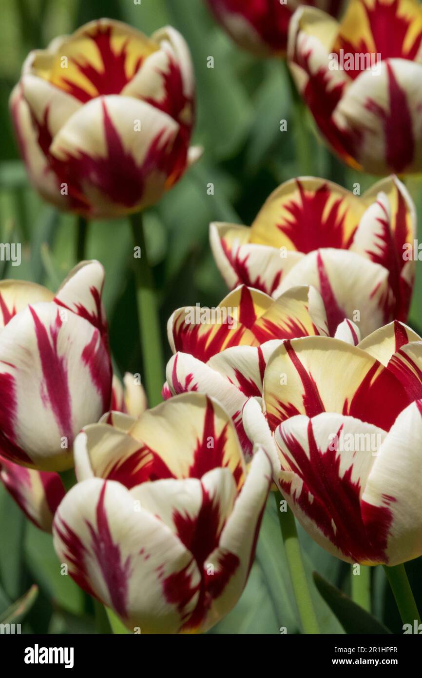 Tulips, Single Late, Tulip "World Expression", White, Red, Cream ...