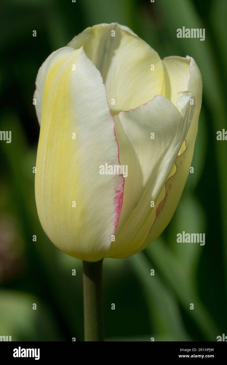 Portrait of Flower Tulipa "Blushing Lady" Single Late Tulip, Cultivar ...