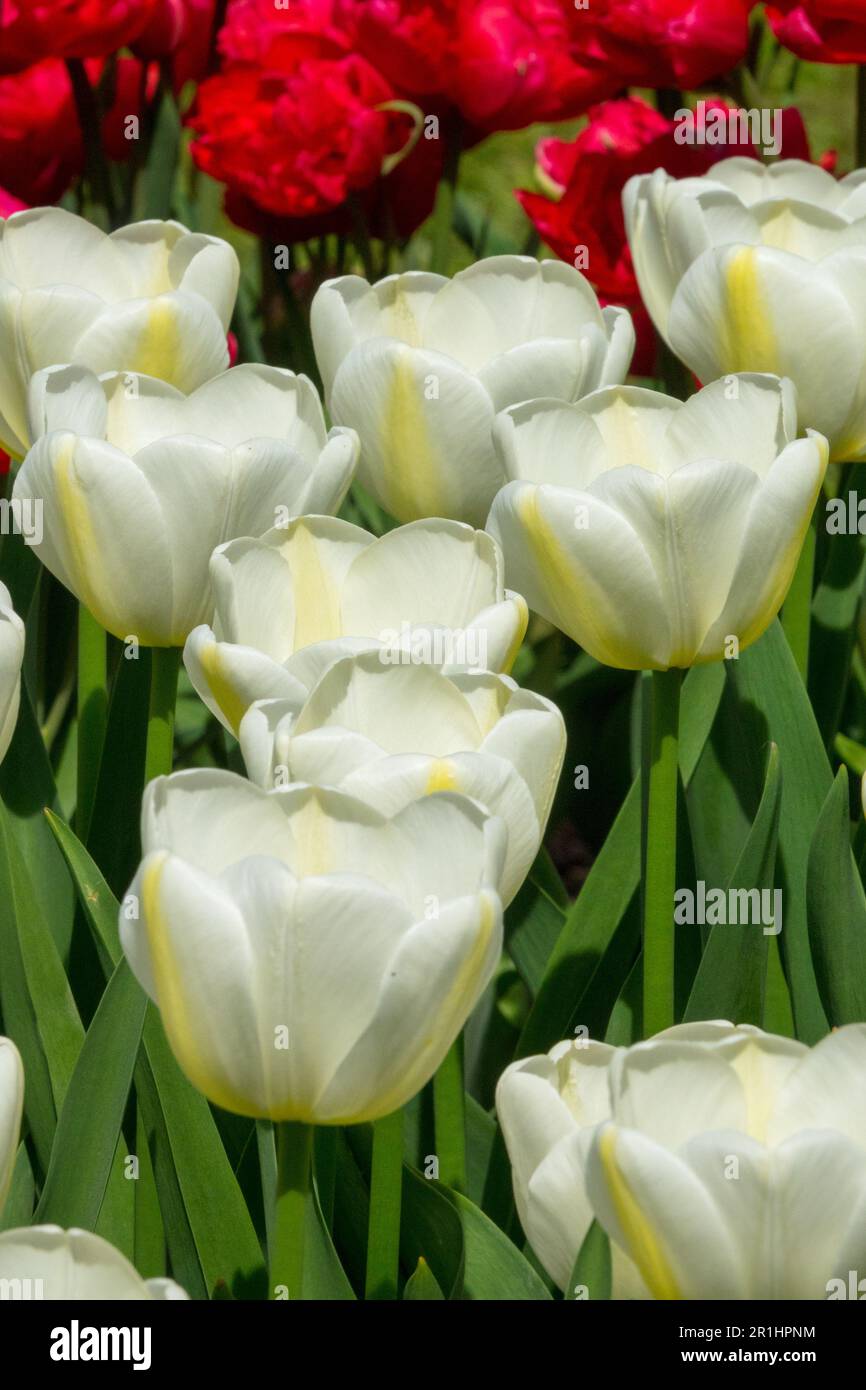 Tulip angels wish hi-res stock photography and images - Alamy