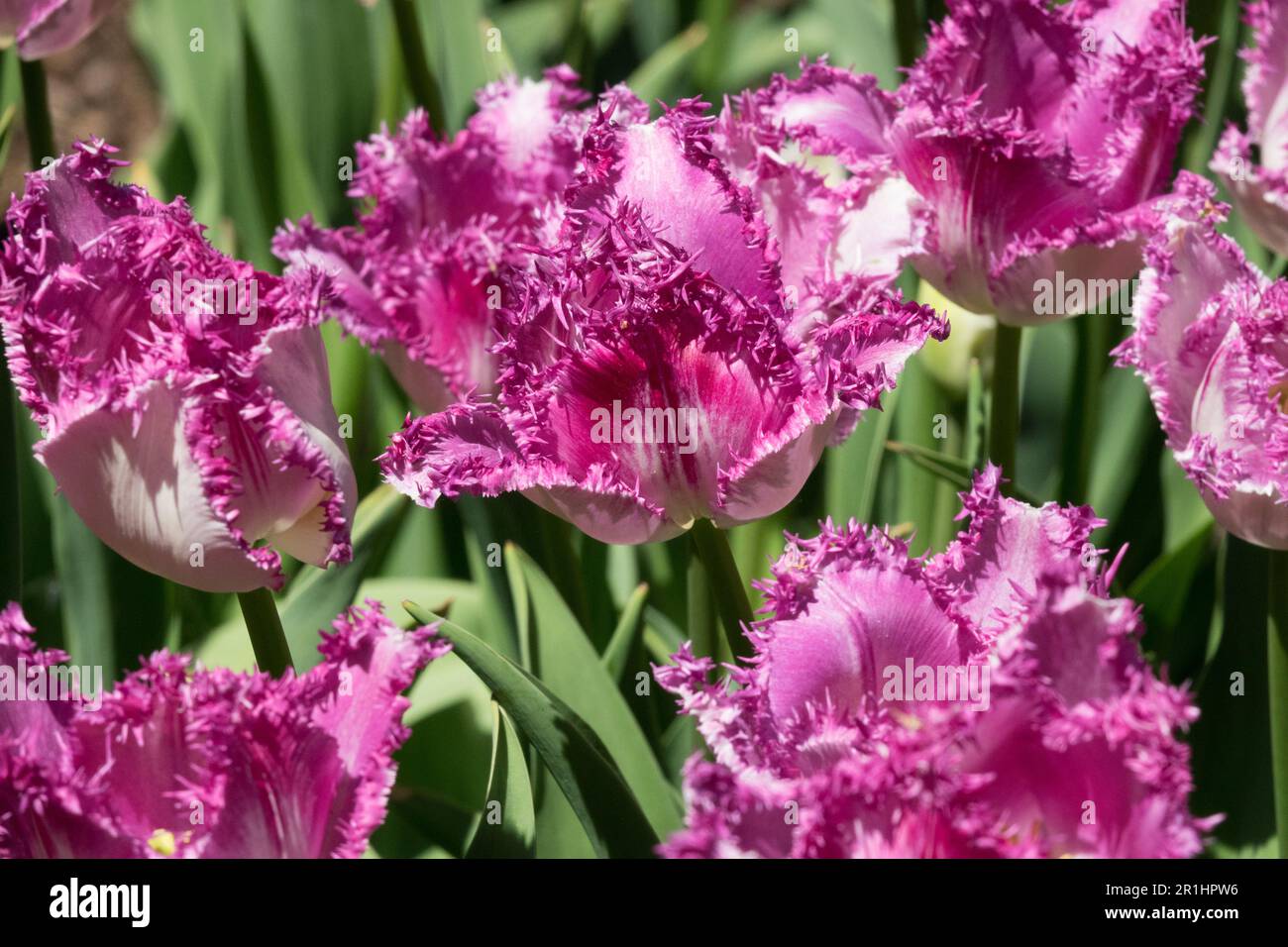 Tulipa eyelash hi-res stock photography and images - Alamy