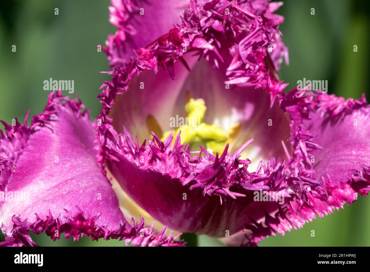 Bright, Purple, Pink, Tulip, Flower, Close up, Bloom, Fringed, Tulipa ...