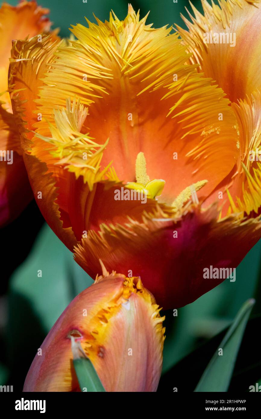 Orange Tulip "Lambada Stock Photo - Alamy