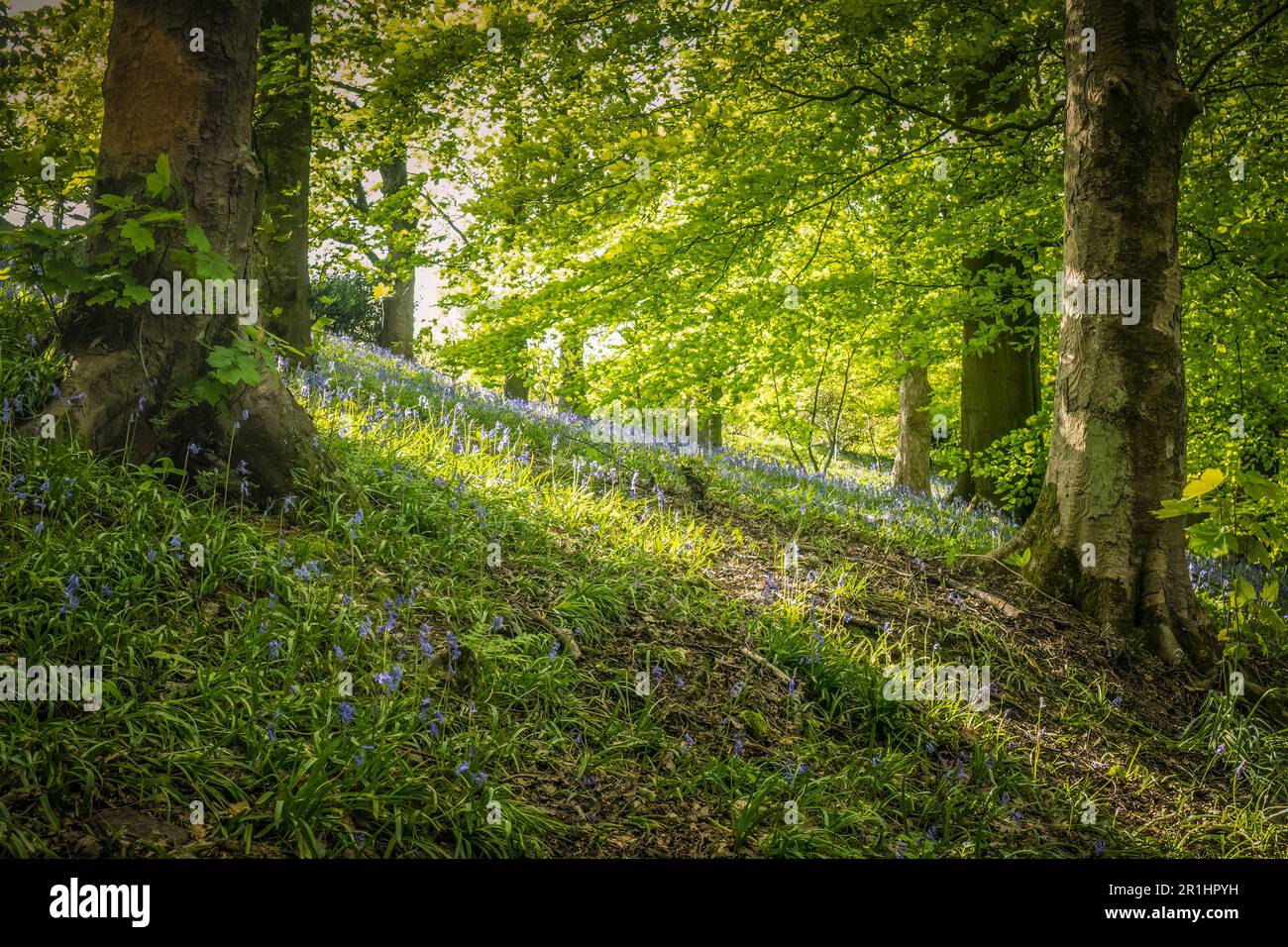 Jumbles Country Park is a country park in Bolton, Greater Manchester ...