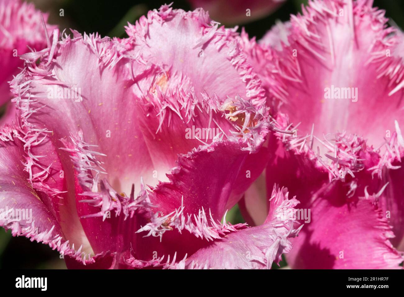 Tulips fancy frills hi-res stock photography and images - Alamy