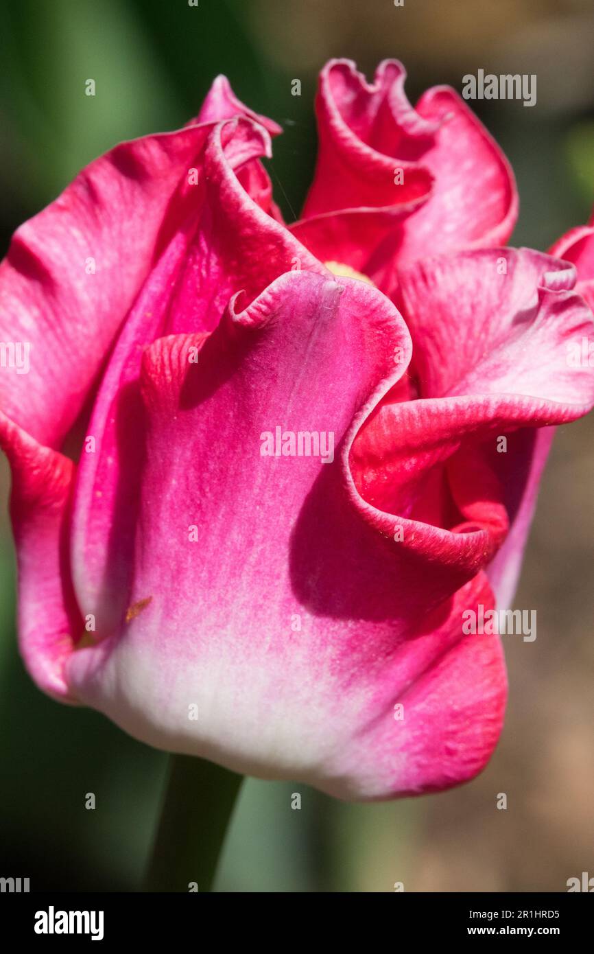 Tulip "Crown of Dynasty Stock Photo - Alamy