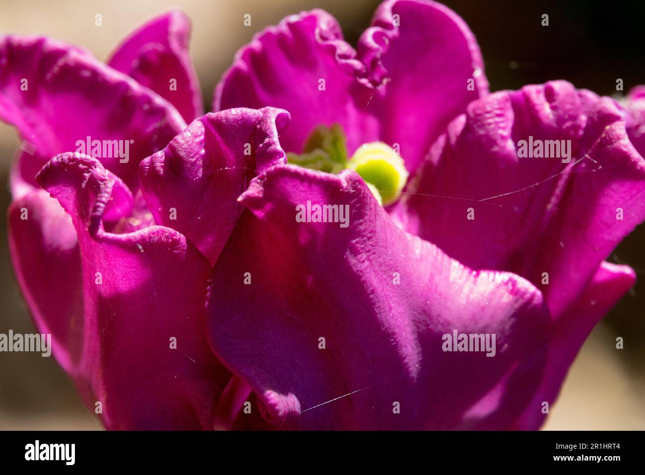 Tulip "Crown of Negrita" Tulipa, Coronet Tulip Stock Photo - Alamy