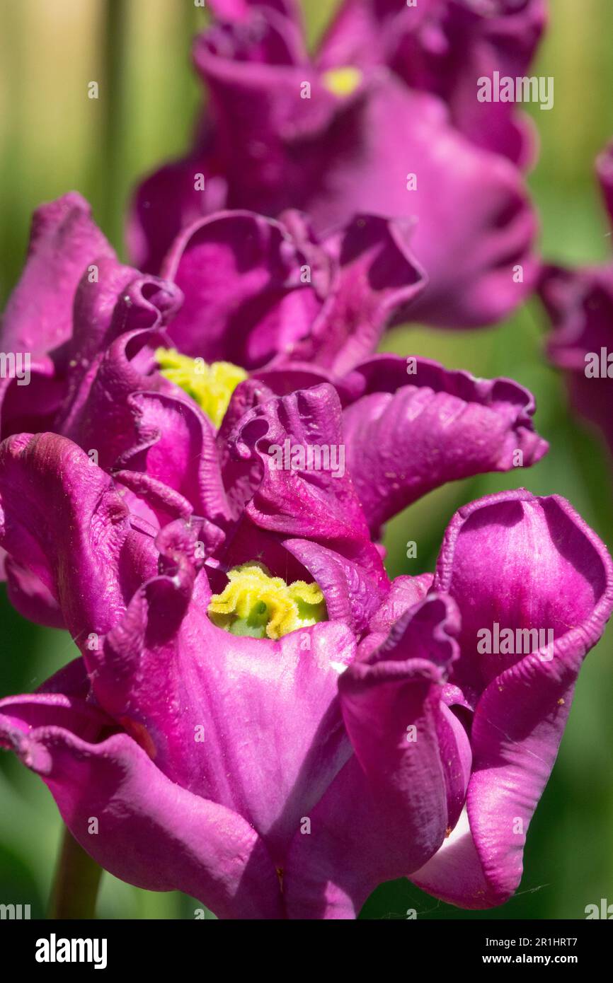 Violet purple tulips Open, Coronet Tulip "Crown of Negrita" Tulipa ...