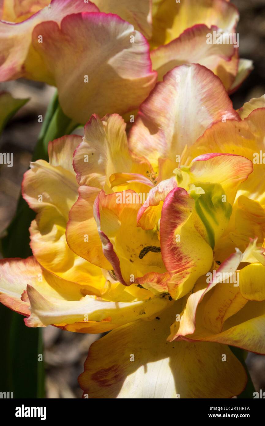 Double Early Tulip "Aquilla", Orange, Flower Stock Photo - Alamy