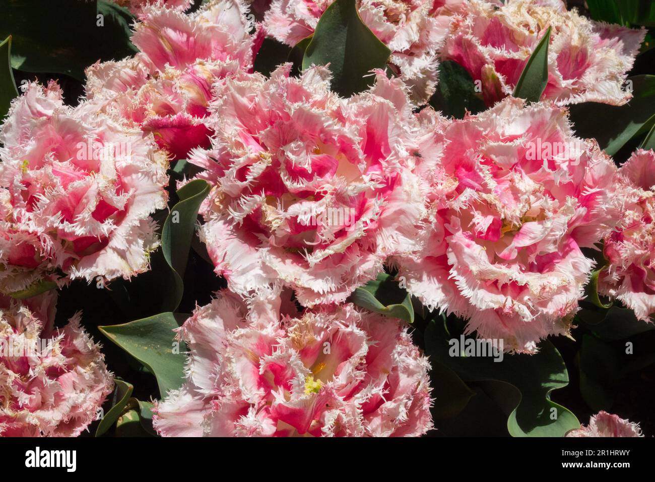 Fringed Tulip "Queensland" Tulipa "Queensland", Pink Tulips Stock Photo ...