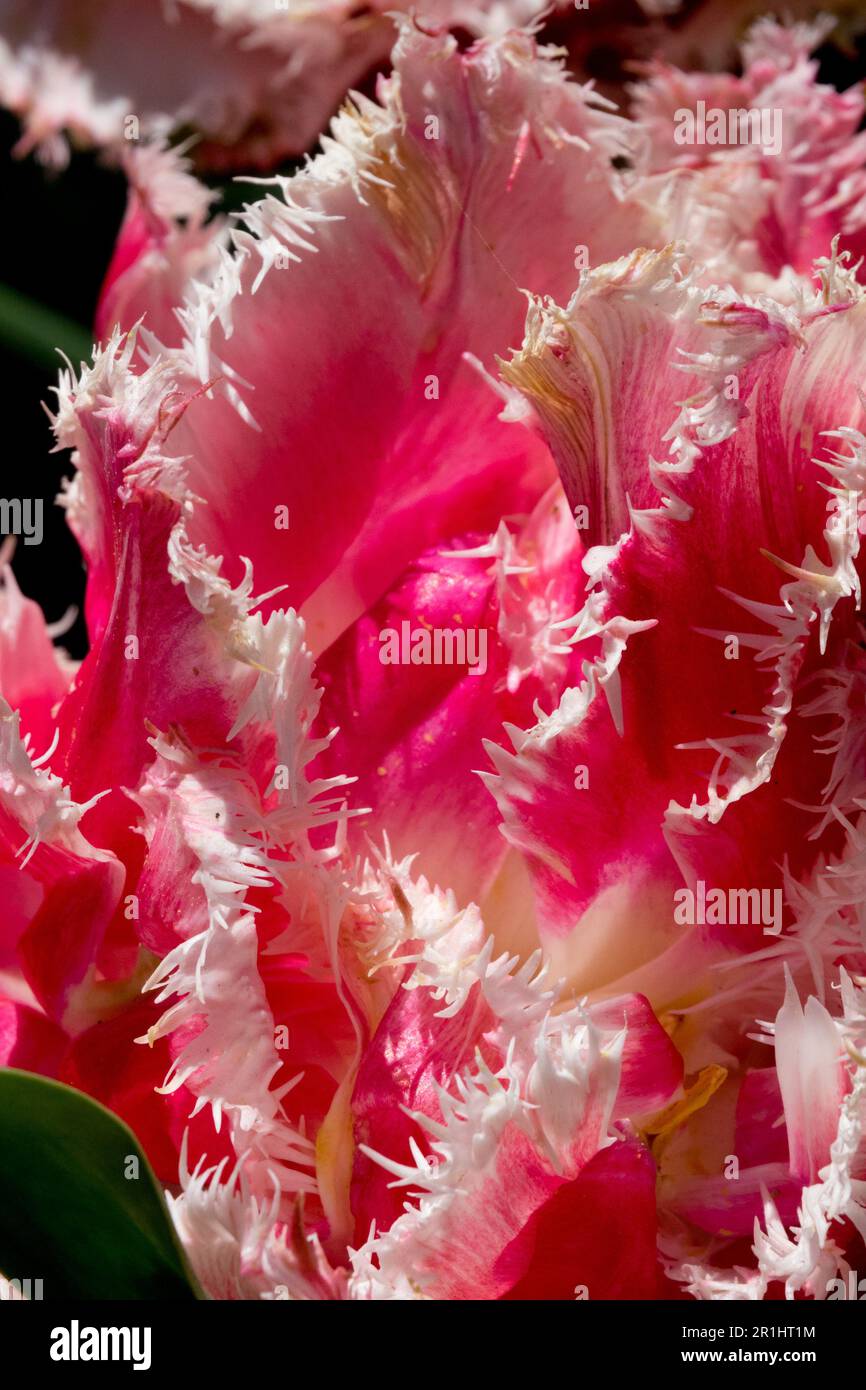 Colour rose plants hi-res stock photography and images - Alamy