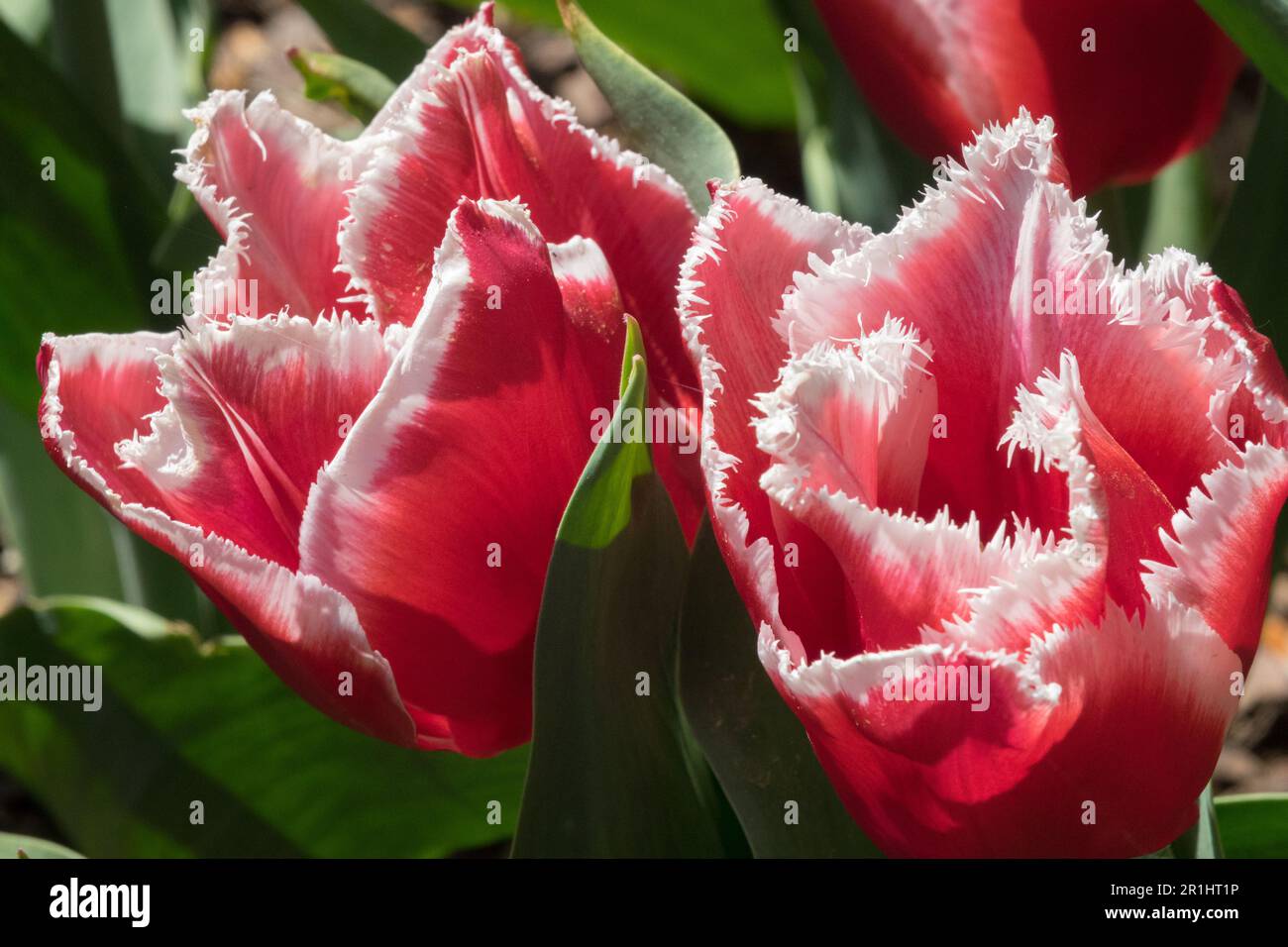 Tulip "Canasta" Tulipa Stock Photo - Alamy