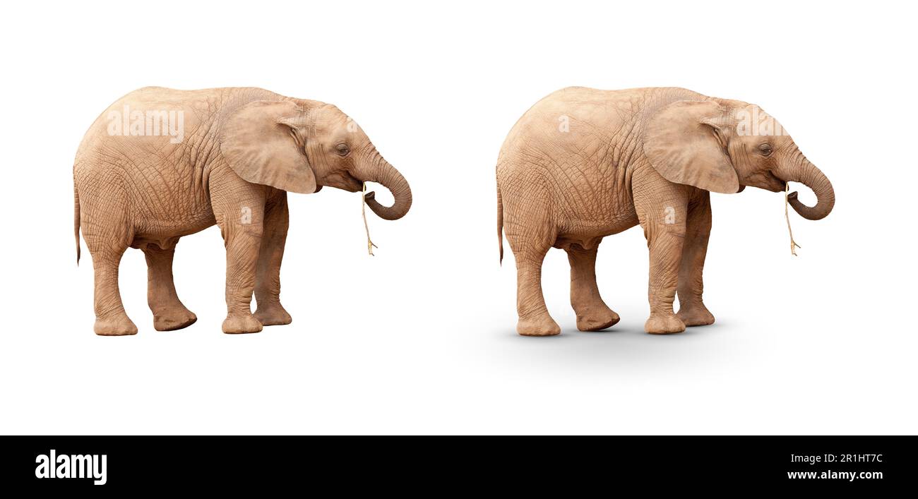 Baby Elephant Isolated On White With and Without A Shadow Stock Photo ...