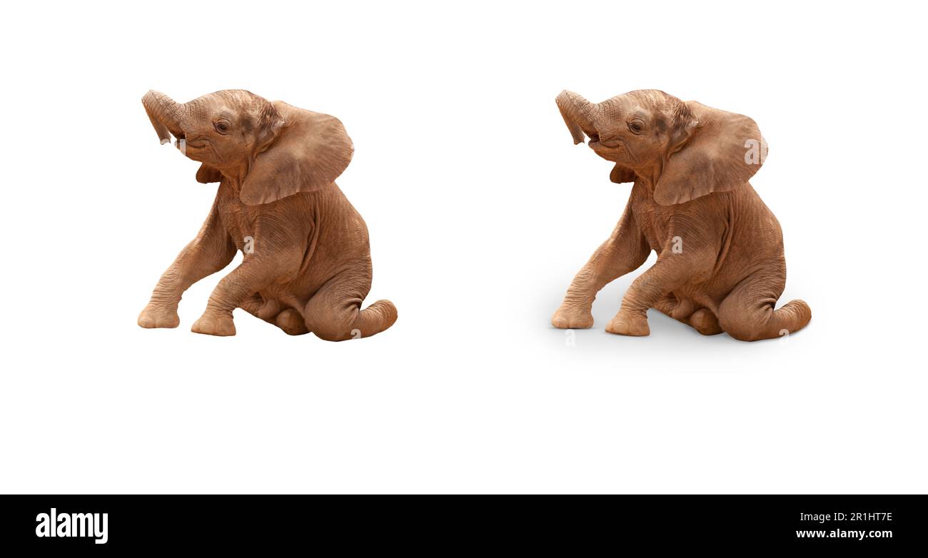 Baby Elephant Isolated On White With and Without A Shadow Stock Photo ...