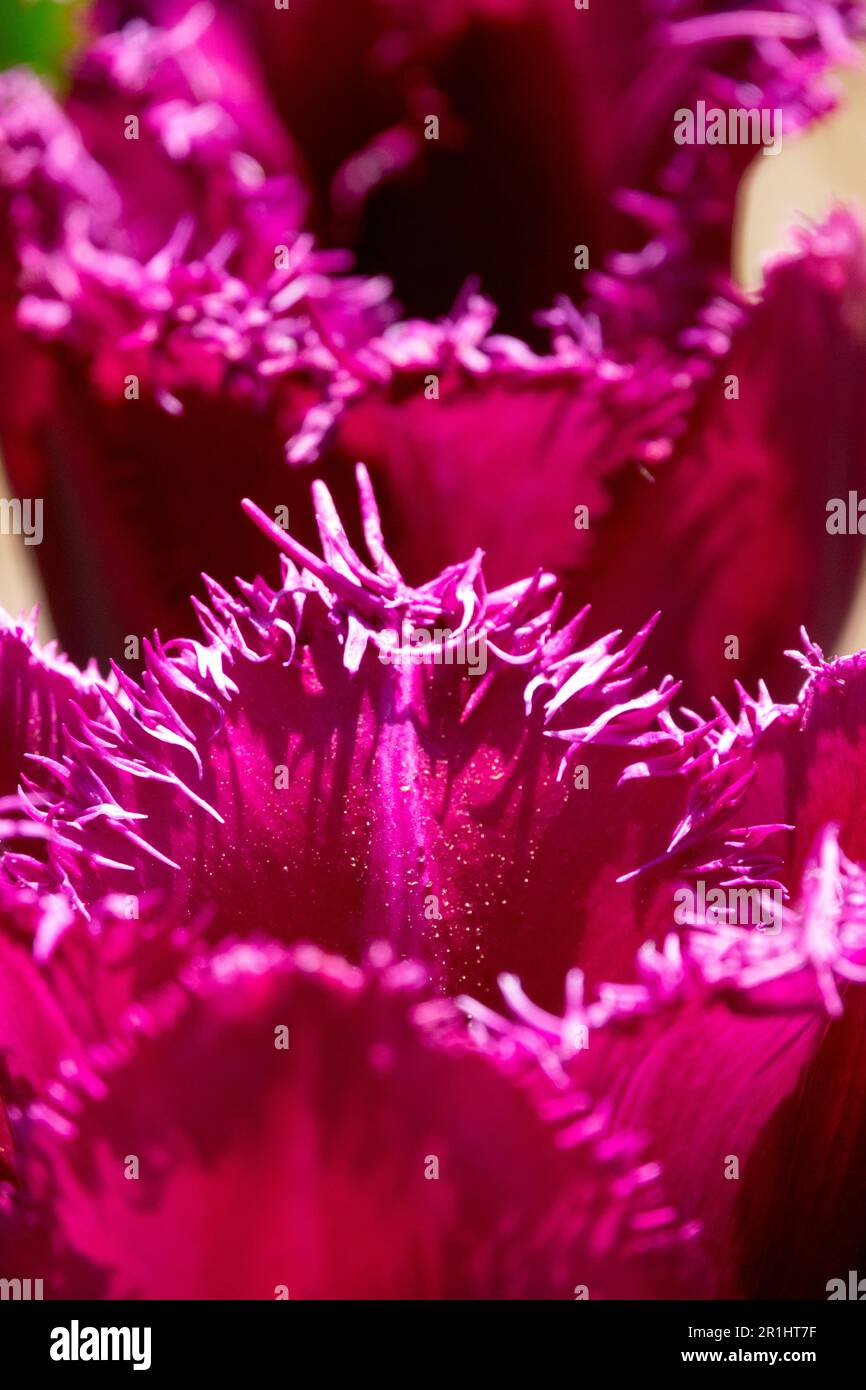 Fringed Tulip "Curly Sue" Tulipa Stock Photo - Alamy