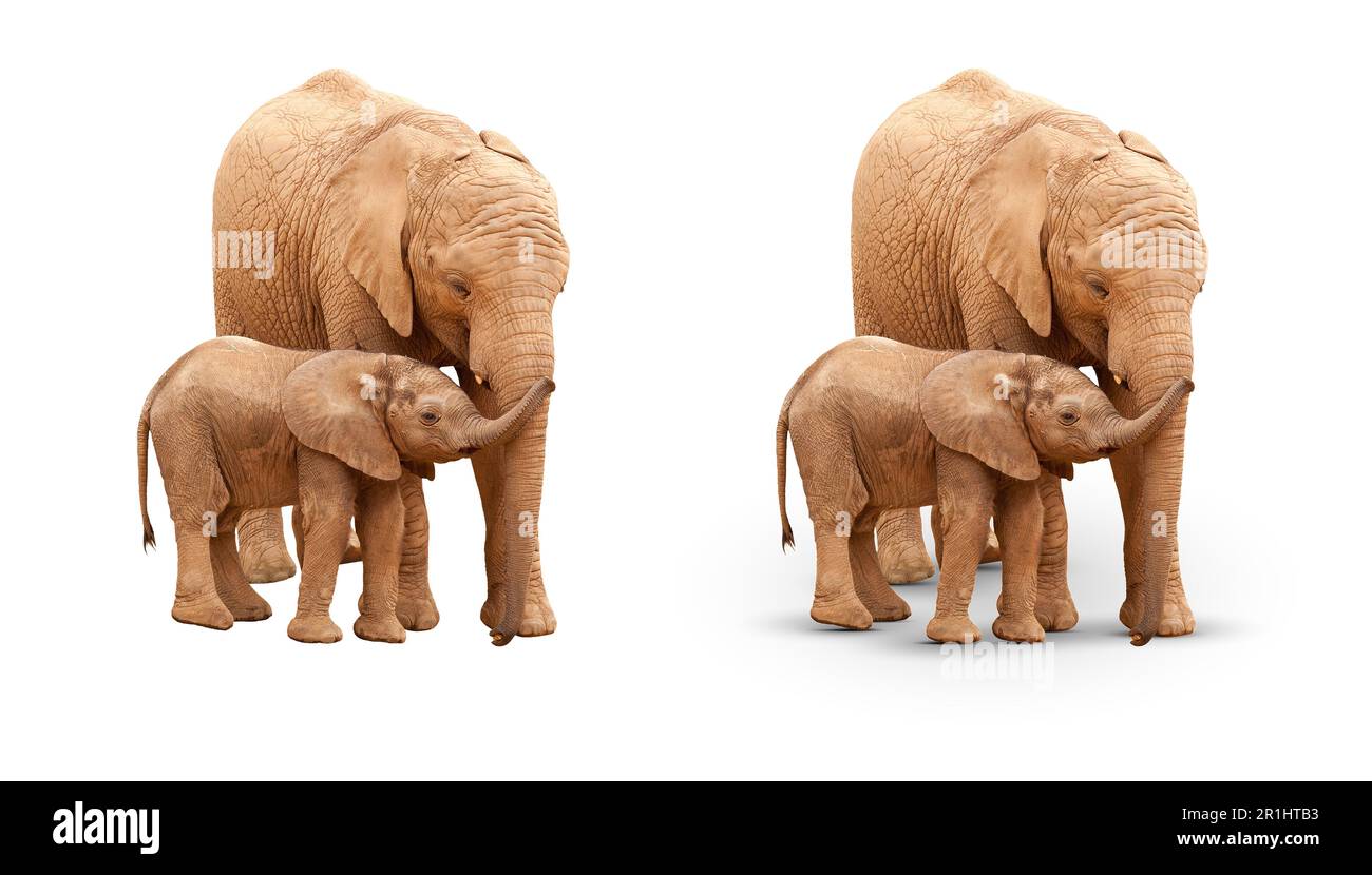 Baby and Mother Elephant Isolated On White With and Without A Shadow ...