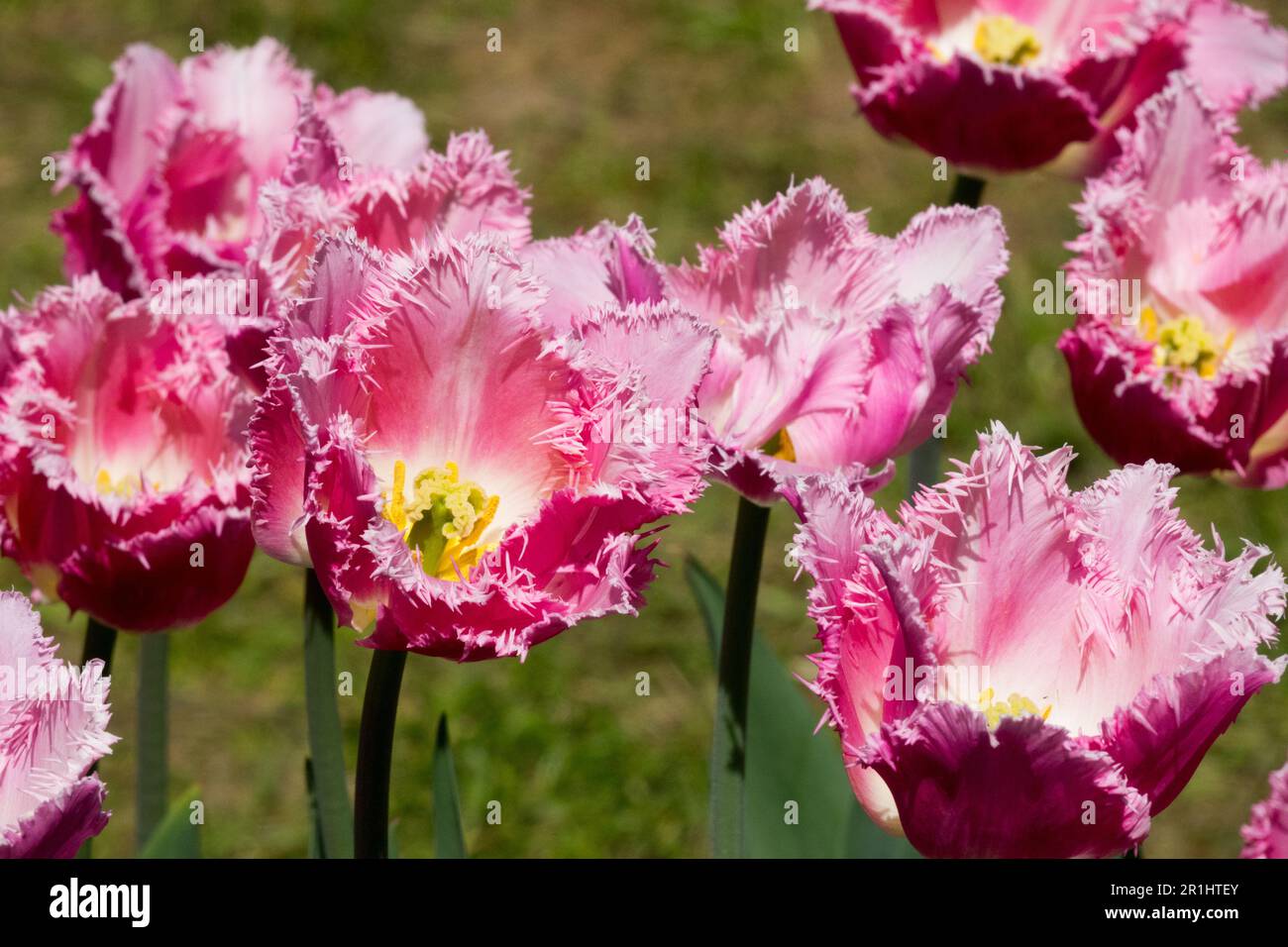 Tulipa "Fancy Frills", Pink tulips, Fringed Group tulip in Bloom Stock ...