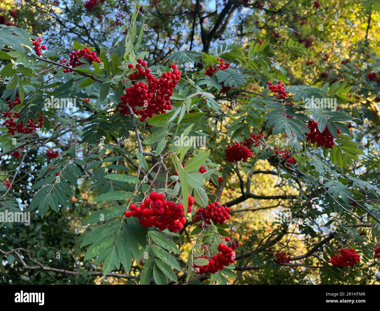 Rowan tree branches with red berries outdoors Stock Photo - Alamy