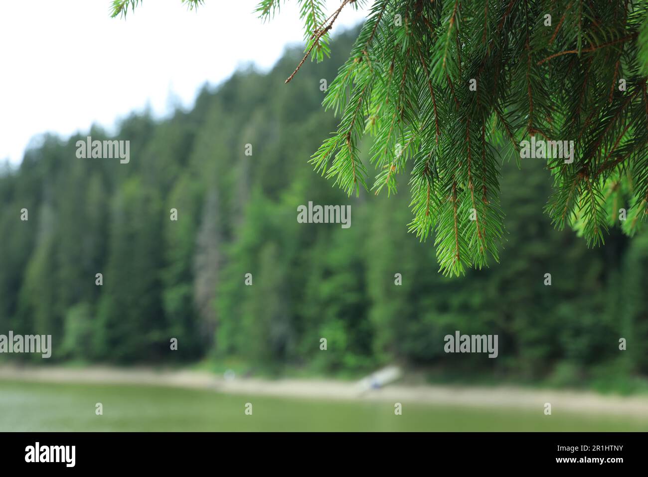 Focus on the tree hi-res stock photography and images - Alamy