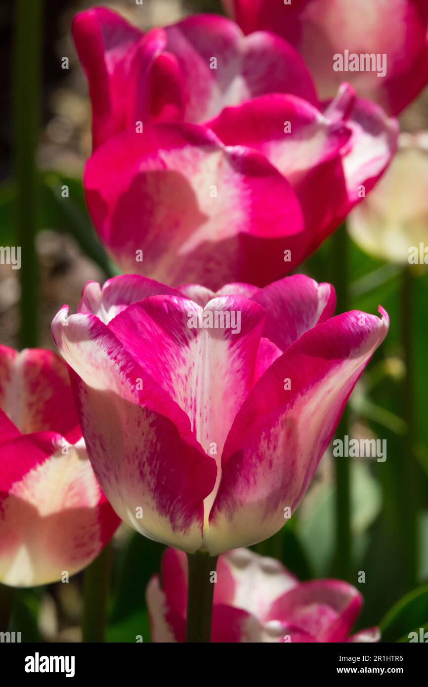 Pink, White, Bloom, Tulip, Cultivar Cup-shaped, Triumph Tulip Stock ...