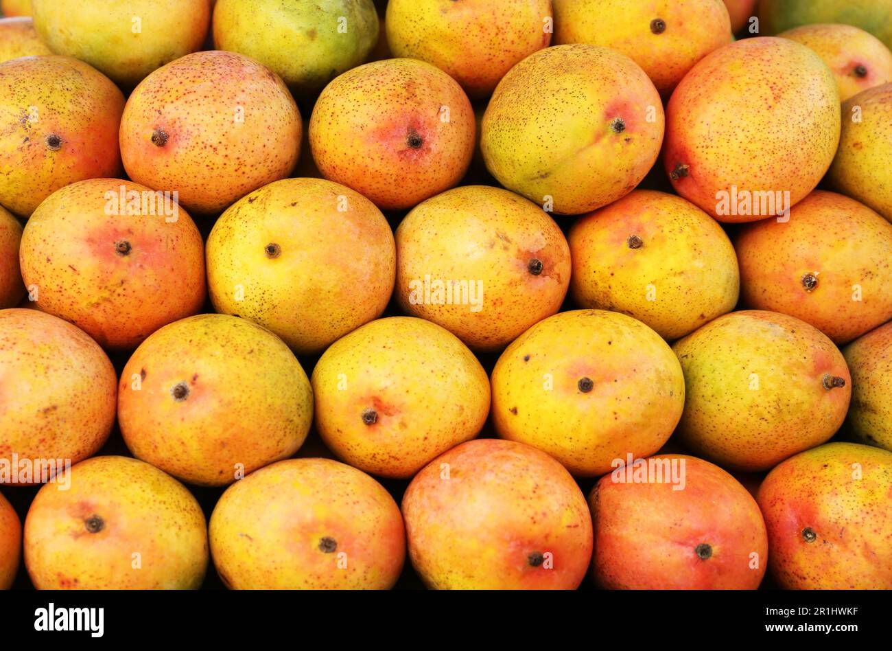 Pile of delicious ripe yellow mangoes, closeup Stock Photo - Alamy