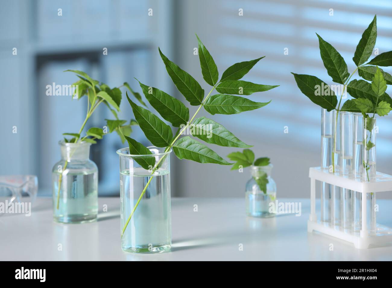 Laboratory glassware with plants on white table, toned in blue Stock ...